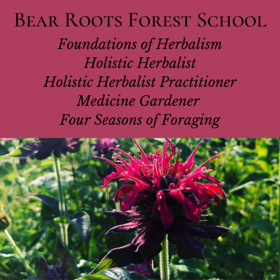 Bear Roots Forest | Medicinal Herb Farm