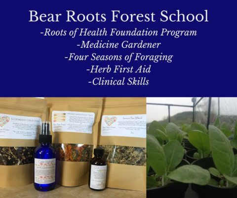 Bear Roots Forest | Medicinal Herb Farm